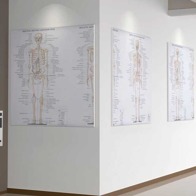 SKELETAL SYSTEM ANATOMICAL Chart Muscle Anatomy Poster Model £5.26 ...