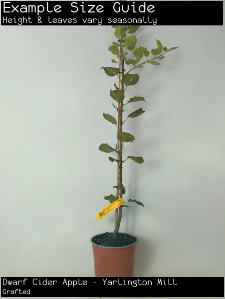 DWARF CIDER APPLE - Yarlington Mill (Malus domestica) Fruit Tree Plant ...