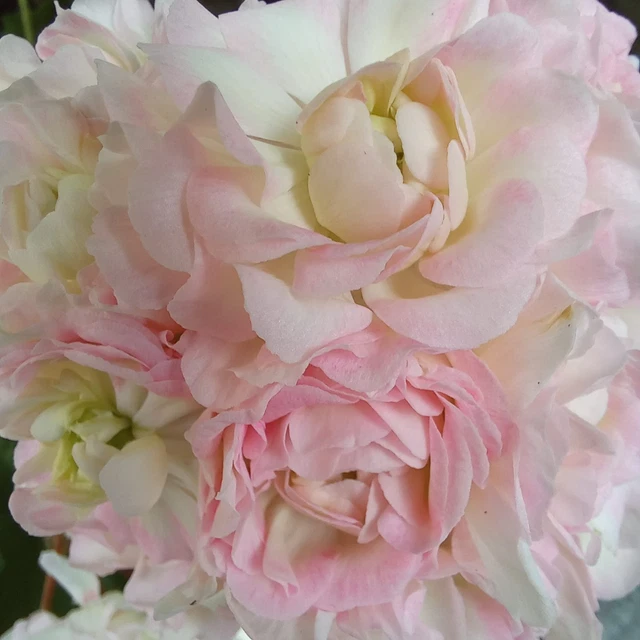 PELARGONIUM LIA LAURA💫 £18.00 - PicClick UK