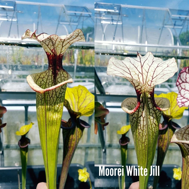SARRACENIA SEED MOOREI JILL X FLAVA KIMBER RUFFLES £4.00 - PicClick UK