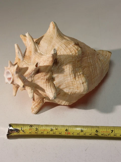 VINTAGE LARGE NATURAL Queen Conch Sea Shell Horned Beach Decor 7" $6.09 ...