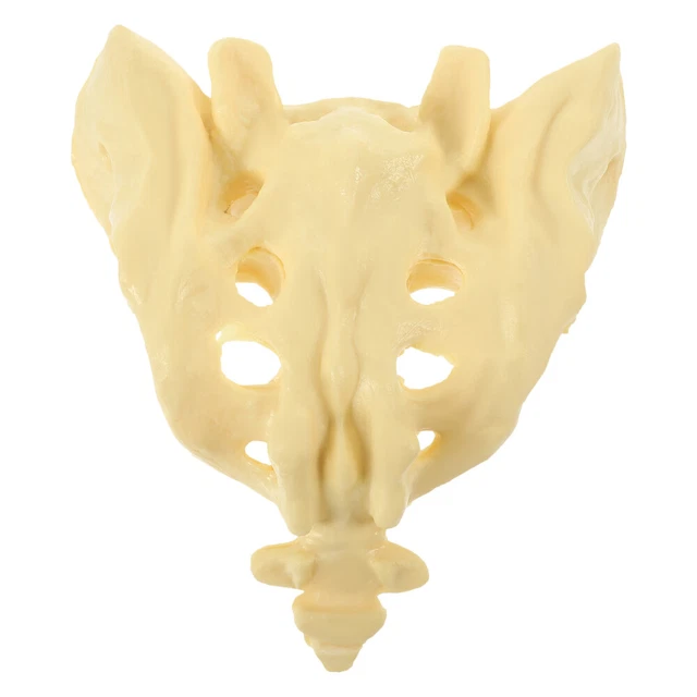 HUMAN SACRUM TEACHING Model Sacrum Anatomy Model Scientific Skeletal ...