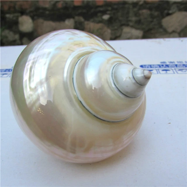 NATURAL TURBAN SHELLS Conch Coral Sea Snail Fish Tank Home Aquarium 7.5 ...