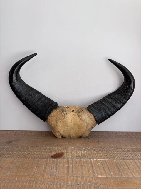 CORNES DE BUFFLE Véritable - Début de Crâne - Largeur 57,5 cm EUR 200 ...