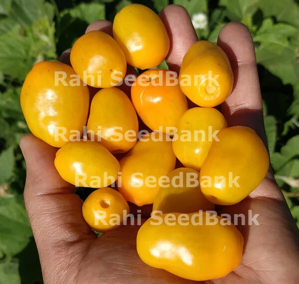 CHILLI ROCOTO YELLOW Mini - A Small Yellow Cherry Tomato Type Hot ...