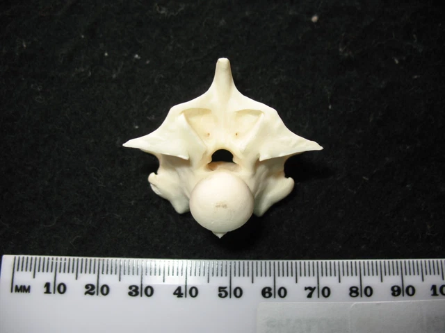LARGE RECENT CONSTRICTOR snake vertebra fossil comparison £20.00 ...