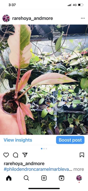 🐝💫💚💖💝 PHILODENDRON CARAMEL MARBLE Pink 💖VARIEGATED 💓💗💝🐝💫NTC $500.00 ...