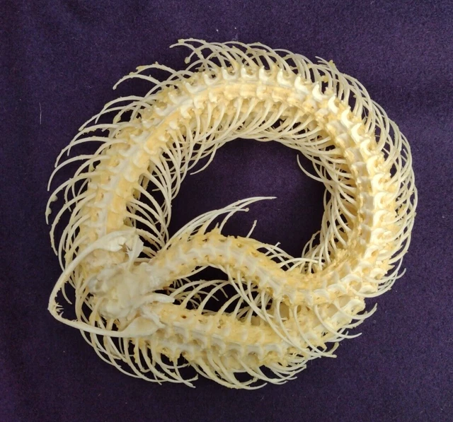 PRESERVED SNAKE SKELETON coiled venomous Pit Viper approx. 117 cms nose ...