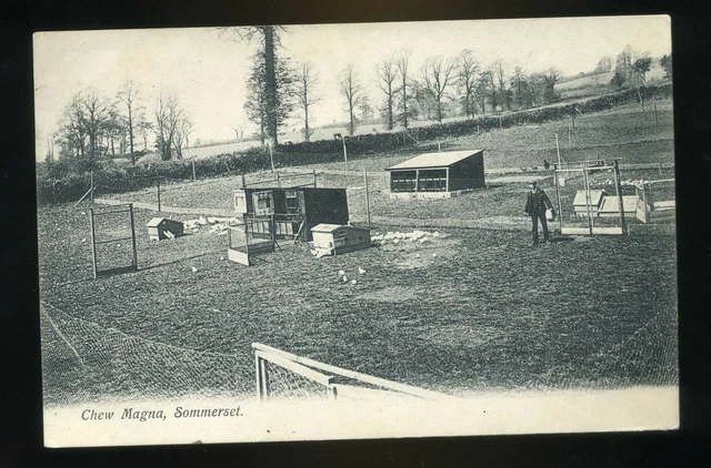 CHEW MAGNA Somerset Man with his Chickens - Coops and free range ...