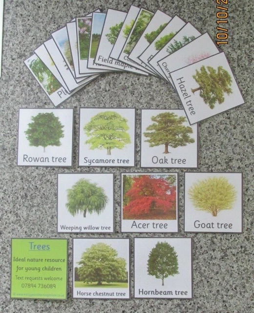 NEW DESIGN, EYFS / Special Needs 'Trees' Flash Cards Ideal for Nature ...