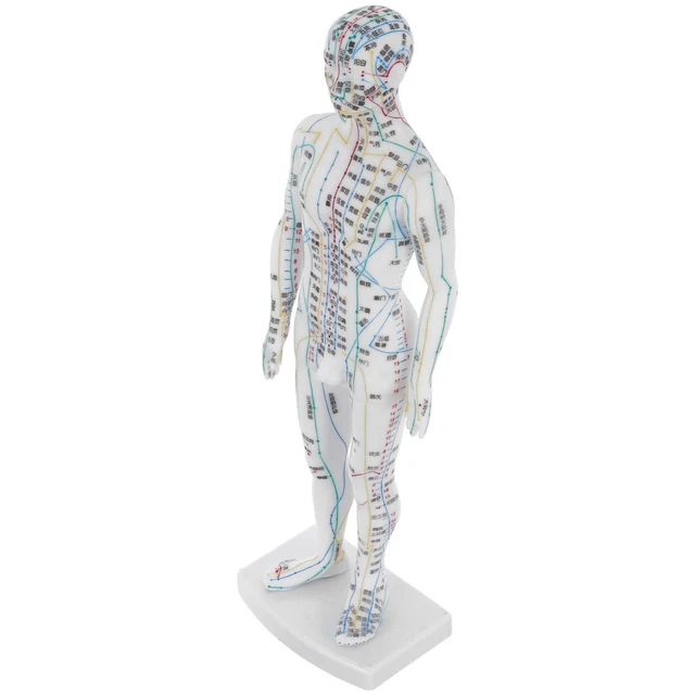 TRADITIONAL CHINESE MEDICINE Meridian Model Acupuncture Doll Body ...