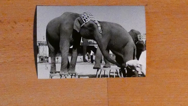 ALTES BILD CIRCUS Adolf Althoff 1965 Opladen EUR 2,50 - PicClick DE