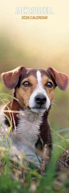 JACK RUSSELL 2026 Slim Calendar £9.50 - PicClick UK