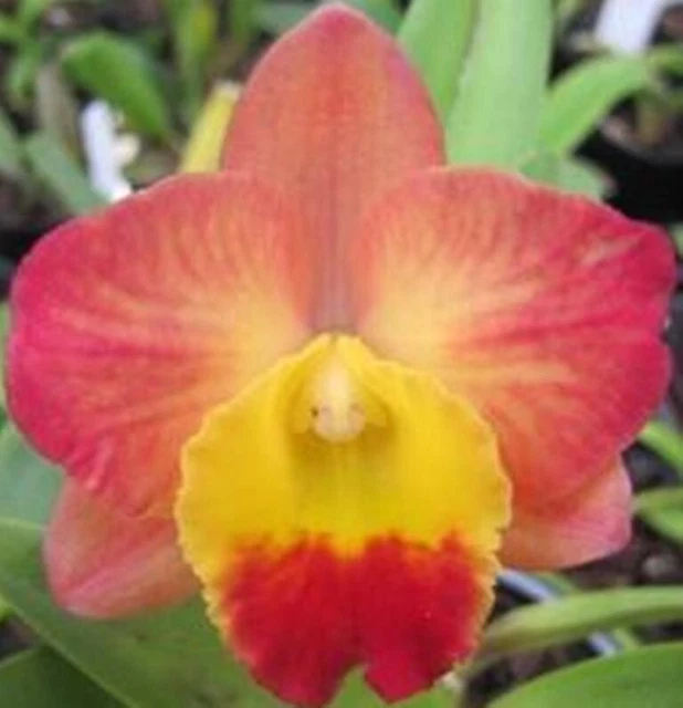 CATTLEYA NEAR FLOWERING size Seedling Plant...C. Dals Good One "Janelle ...
