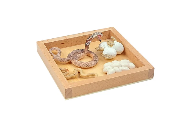 MODELS OF SNAKE Life Cycle with Tray - MONTESSORI BIOLOGY MATERIALS $19 ...