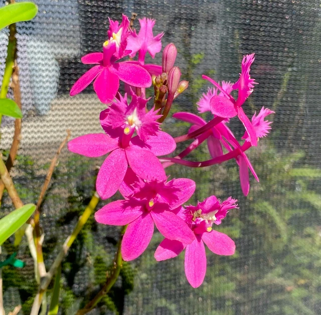 AMERICAN EPIDENDRUM ORCHID (Marine Valley x Pac. Mulberry) x Wedding ...