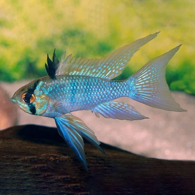 ELECTRIC BLUE LONGFIN Ram Dwarf Cichlid | Mikrogeophagus Ramirezi £20. ...