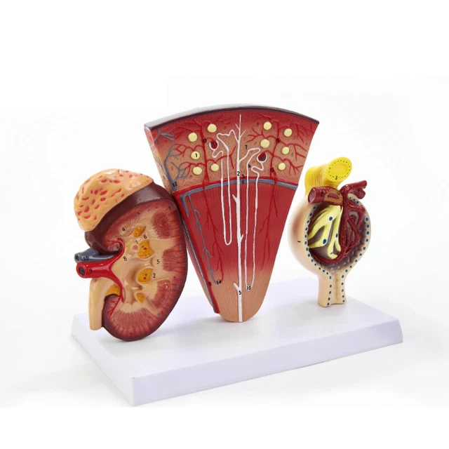 NEPHRON AND GLOMERULUS Model Urinary System Anatomy,Medical Anatomy ...