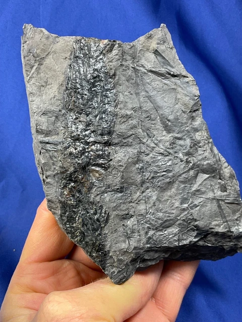CARBONIFEROUS CONE FOSSIL, Fossilien, Karbon, plant Germany ...