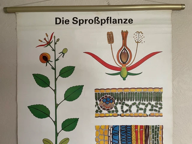 VINTAGE THE SPROUT school chart BOTANICAL poster educational wall chart ...