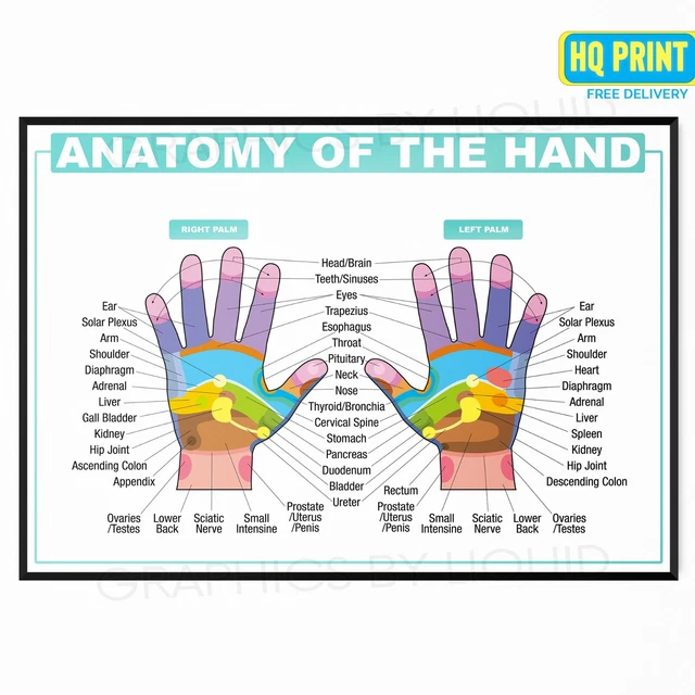 ANATOMY OF THE Hand Human Anatomy System Poster Educational Hand ...