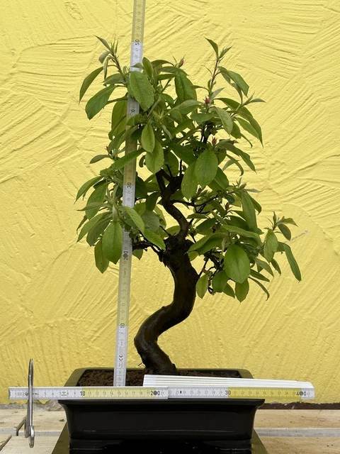 JOE BONSAÏ COING Pseudocydonia Sinensis Japon Coquille 25 Ans Fruit ...