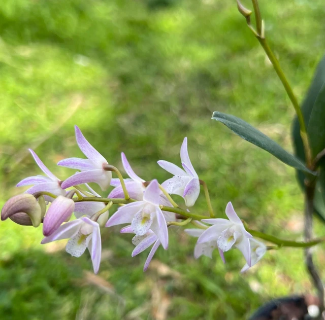 AUSTRALIA NATIVE DENDROBIUM Orchid Pink Rock With Blossom Flower Plant ...