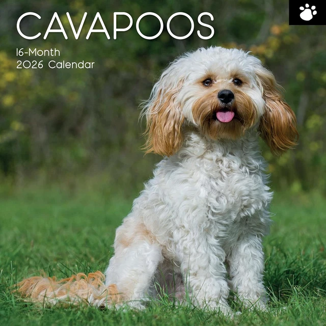 THE GIFTED STATIONARY 2026 Square Wall Calendar, Cavapoos, 16-Month ...