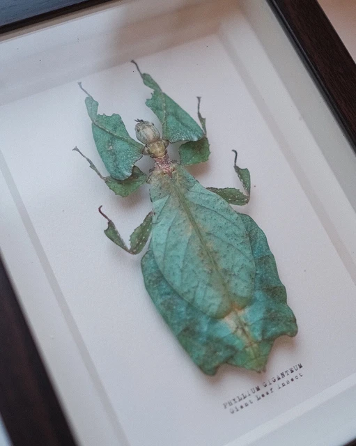 RARE PHYLLIUM GIGANTEUM Giant Leaf Insect A1 Taxidermy in walnut-effect ...