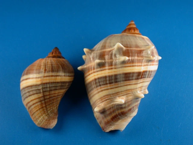 MELONGENA PATULA, PAIR, Great Sculpture and Color, 43-61mm, Mexico ...