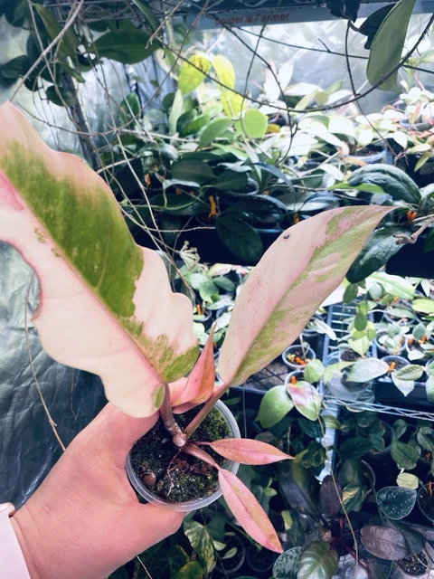 🐝💫💚💖💝 PHILODENDRON CARAMEL MARBLE Pink 💖VARIEGATED 💓💗💝🐝💫NTC $500.00 ...