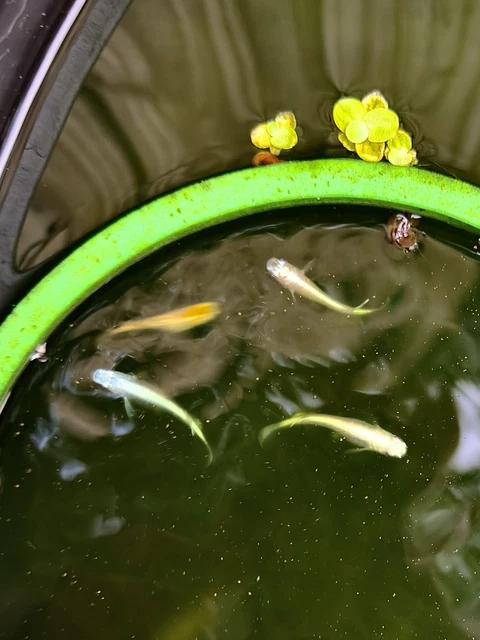 30+ PLATINUM BLUE Japanese Medaka Rice Fish Eggs - US Bred $24.99 ...