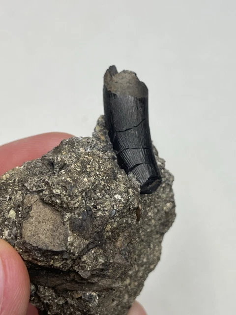 RARE ELASMOSAURIDAE INDET. Plesiosaur Tooth on Matrix - Bekrit Syncline ...