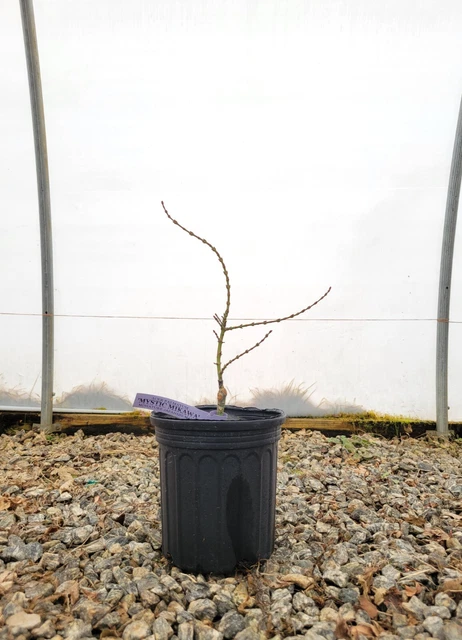 ACER PALMATUM 'MYSTIC Mikawa' Rare Miniature Dwarf Japanese Maple 1 ...