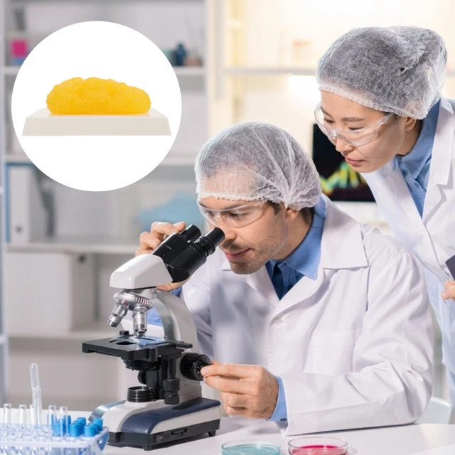 PUPPE MÄNNCHEN KÖRPER Fettes Modell Fett-Modell Für Anatomieunterricht ...