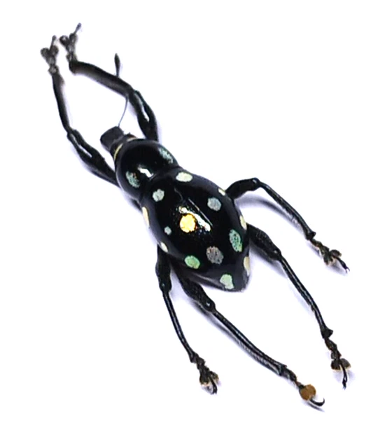 INSECT - CURCULIONIDAE Metapocyrtus Sp - Philippines - 14mm A- New From ...