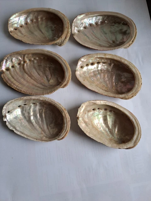 7 COQUILLES D'ORMEAU/ABALONE Oreille de Mer Cendrier NACRE naturelle ...