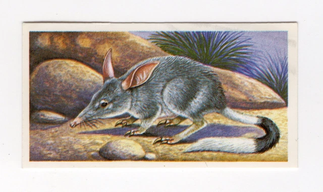 BROOKE BOND INCREDIBLE Creatures #10 1985. Rabbit-Eared Bandicoot $4.99 ...