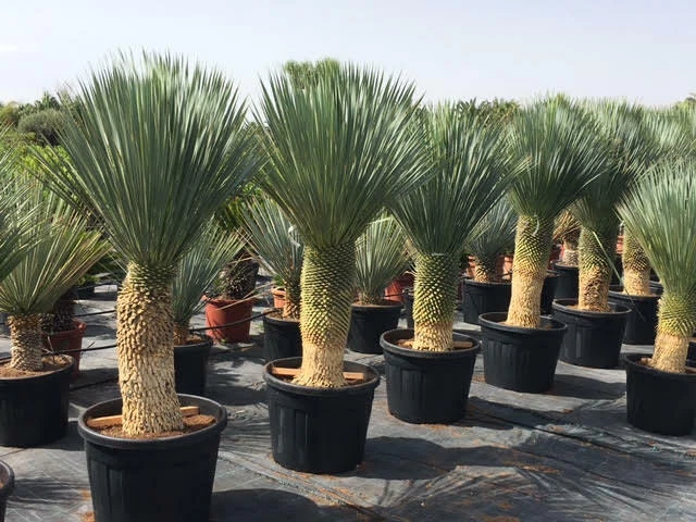 Yucca Palme 2m