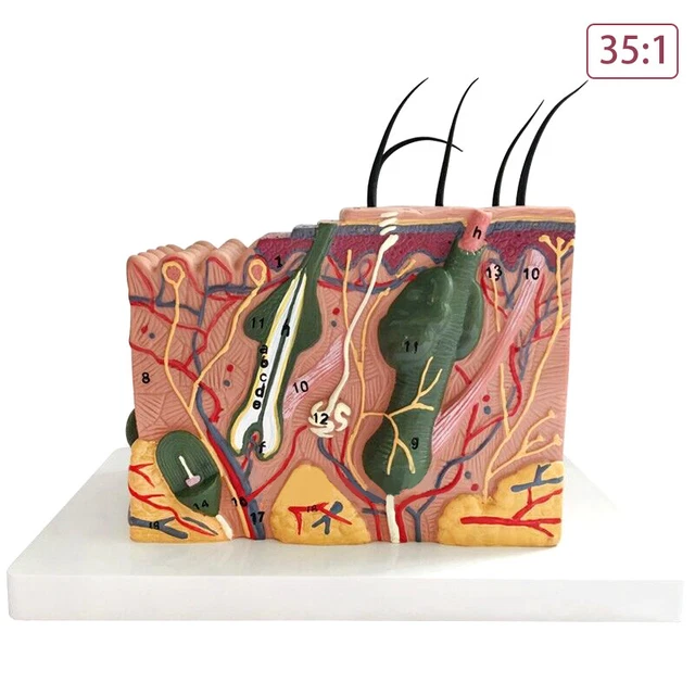 HUMAN ANATOMICAL SKIN Subcutaneous Tissue Dissection school model ...