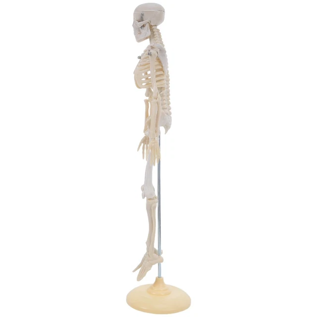 INTERACTIVE ANATOMY MODEL for Kids: Human Body Structure with Detailed ...