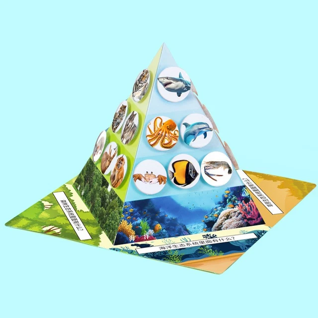 PAPER FOOD CHAIN Pyramid Model Assembly Material Set Puzzle Toys For ...
