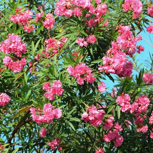 LAURIER ROSE (NERIUM oleander) Sachet de 30 graines récoltées cette ...