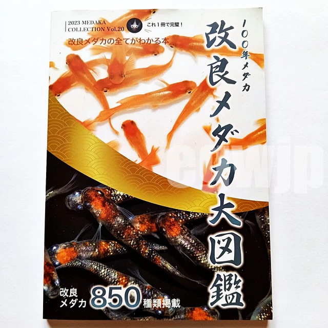 100 YEARS OF Medaka varieties Medaka Collection 2023 Japanese Rice Fish ...