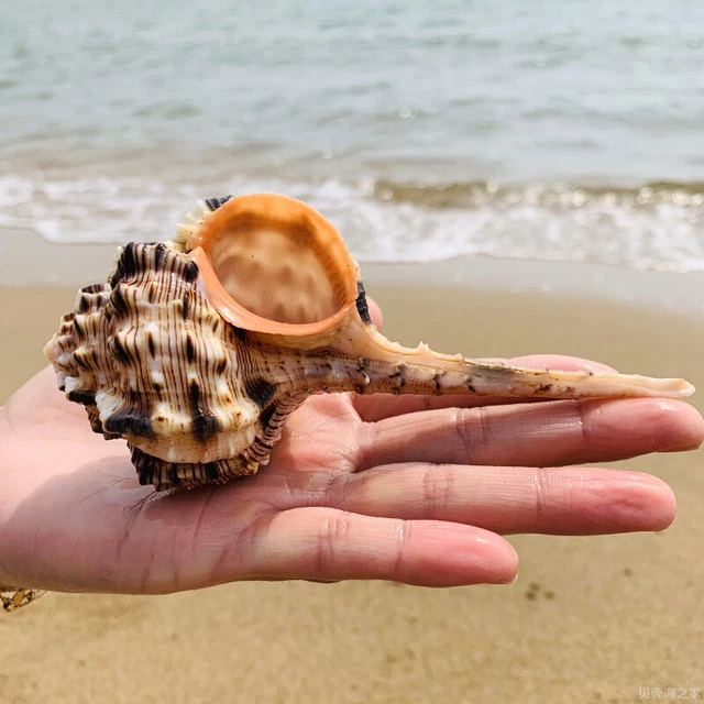 NATURAL PIPE SHELL Conch Sea Snail Home Ornament Aquarium Fish Tank ...