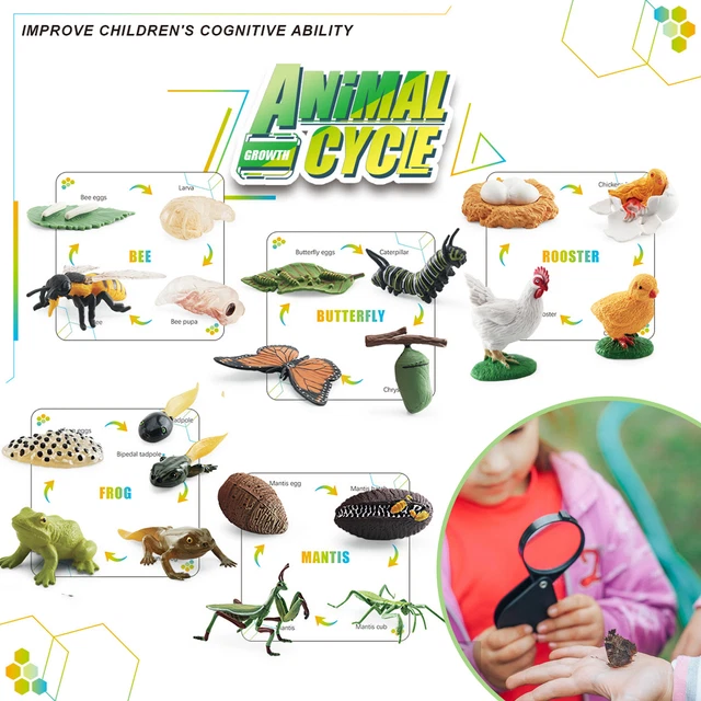 LIFE CYCLE GUIDE Cards for Learning Life Cycle Learning Frog Butterfly ...