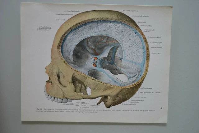 HUMAN ANATOMY BOARD NERVOUS SYSTEM BRAIN ATLAS Dr SOBOTTA MEDICINE £10. ...