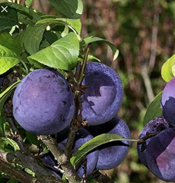 PIANTA DA FRUTTO SUSINO FRIAR in vaso anni due ( foto reale) £9.57 ...