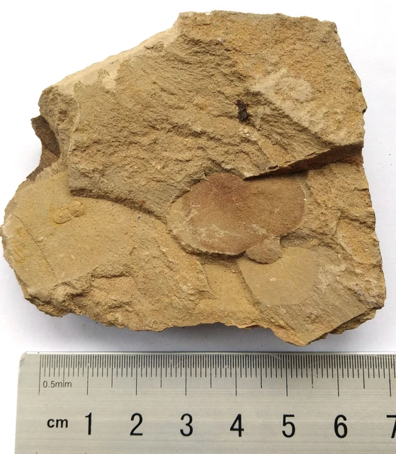 ORDOVICIAN FOSSIL TRILOBITE Agnostida,teaching,very cool No.h15 $12.50 ...
