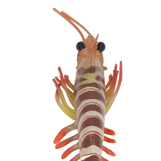 MARINE PRAWN ANIMAL Model Early Learning Educational Vivid Simulation ...